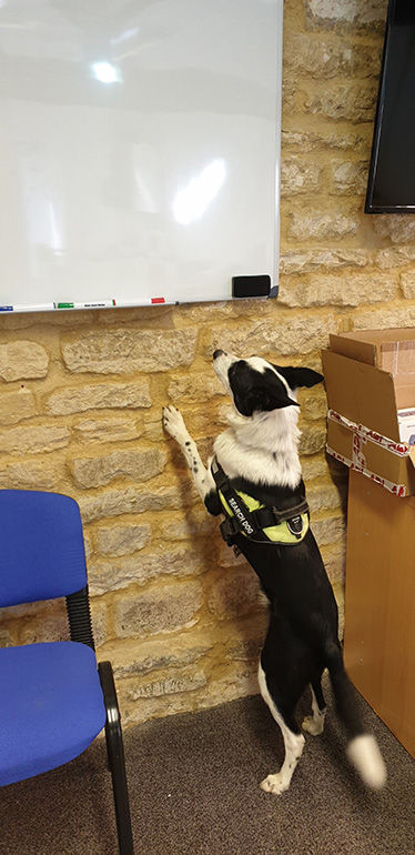 How drug detection dogs are supporting the education sector